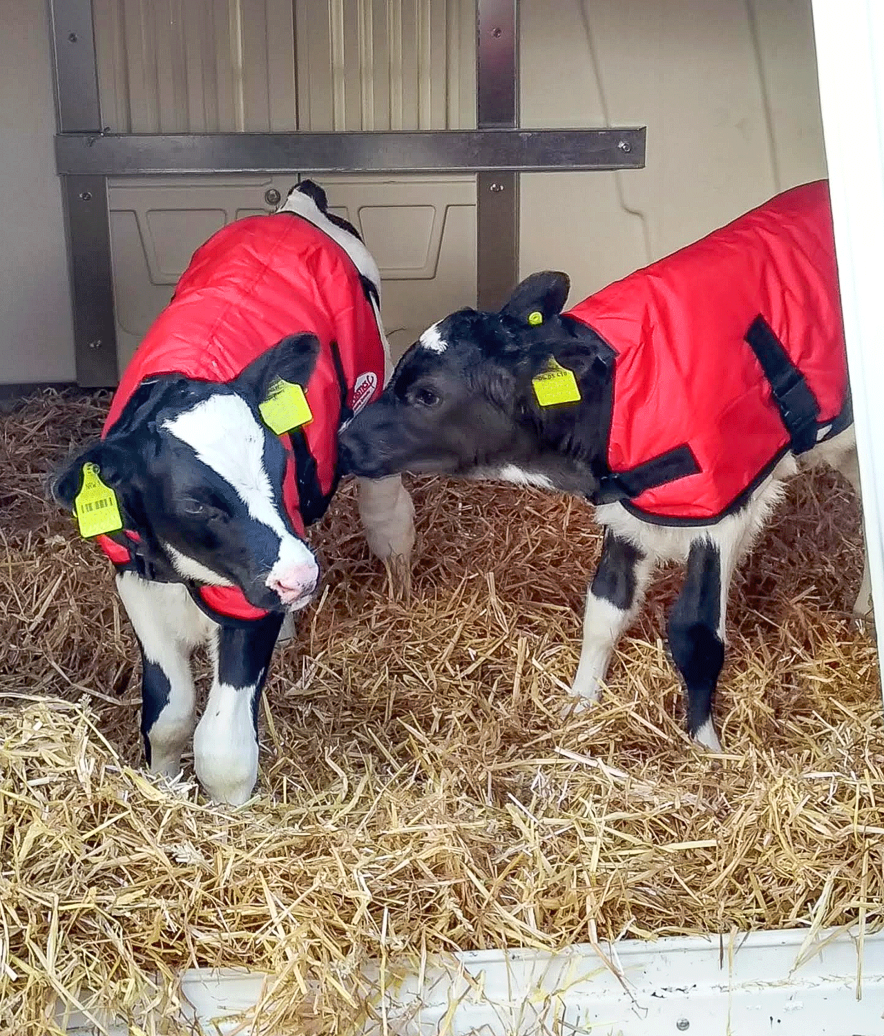 Large Calf Jacket | Calfhutchshop